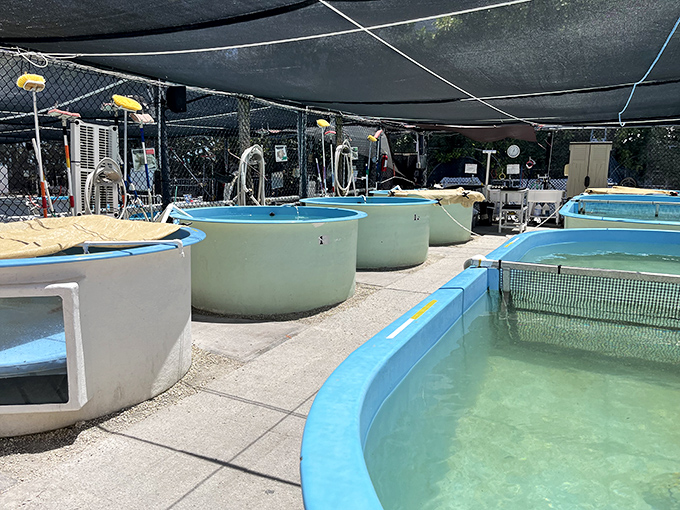 Recovery pools dot the outdoor sanctuary, each circular blue oasis housing patients at different stages of healing &ndash; a turtle wellness retreat.