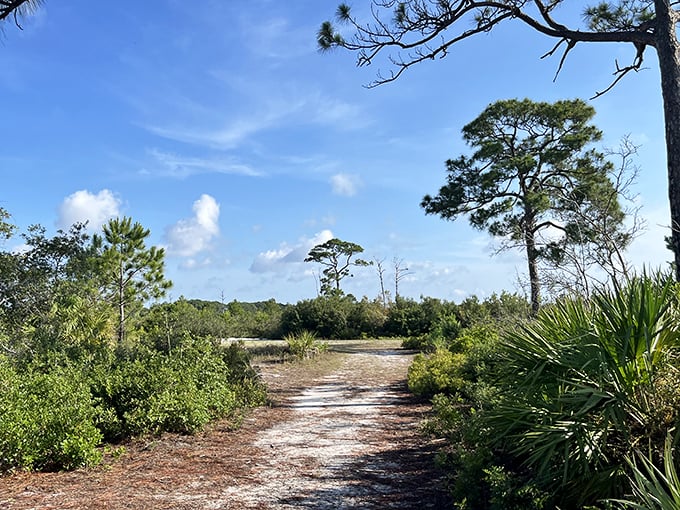Sandy paths wind through ancient scrub habitat, where millions of years of evolution created a uniquely Floridian ecosystem.