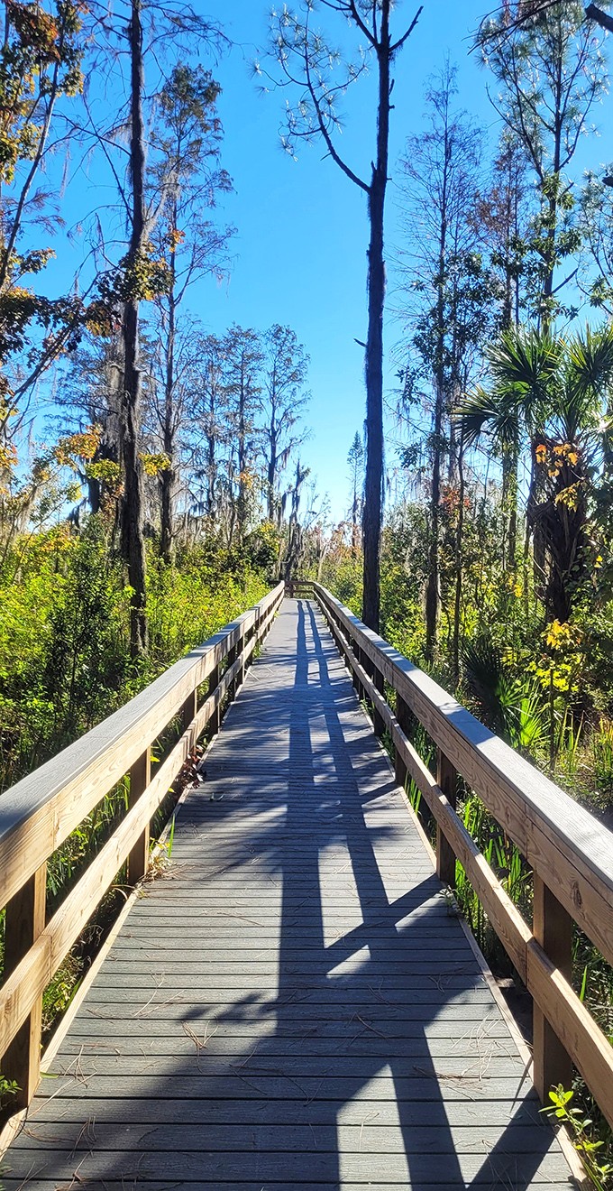 The wooden boardwalk trails offer sweet relief from the sunshine state's famous heat, where dappled light plays through ancient branches.
