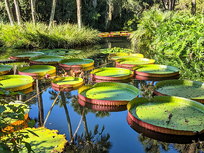 Giant lily pads that look strong enough to support a small child &ndash; though garden staff strongly advise against testing this theory.