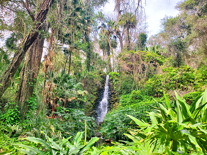 Cascading water creates nature's soundtrack as tropical plants cling dramatically to every available surface – Florida's hidden vertical treasure.