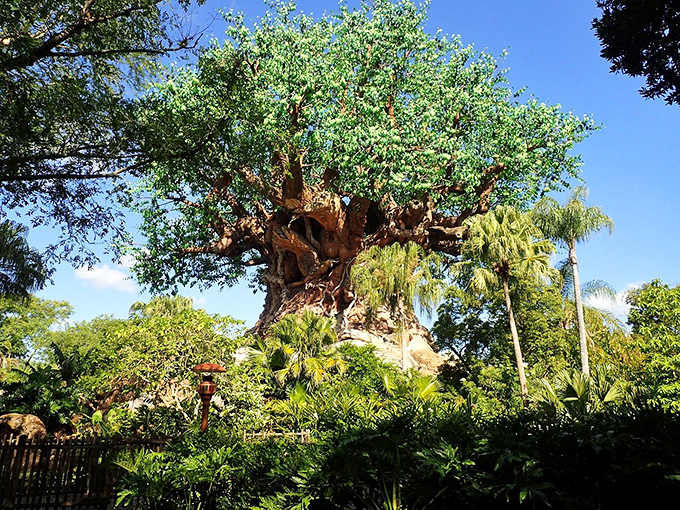 From this wide angle, you can appreciate how the massive tree dominates the landscape, drawing visitors into its orbit of wonder.