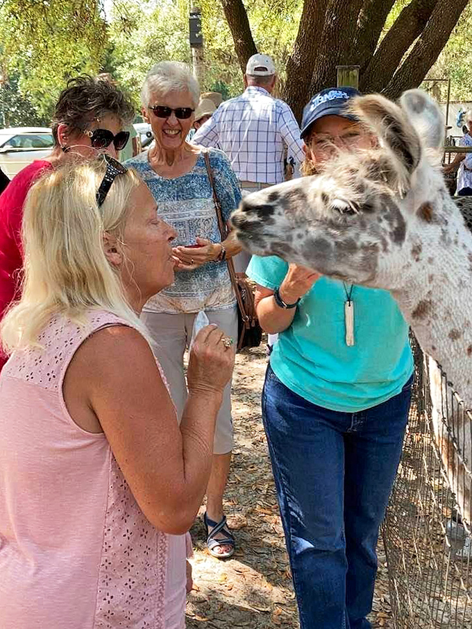 Close encounters of the fuzzy kind: Visitors often find themselves caught in the gentle gaze of these inquisitive creatures.
