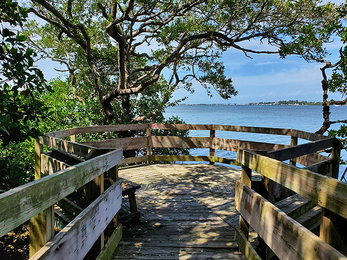This observation deck offers a breathtaking panoramic view where the mangrove forest meets Sarasota Bay – nature's version of a penthouse suite.