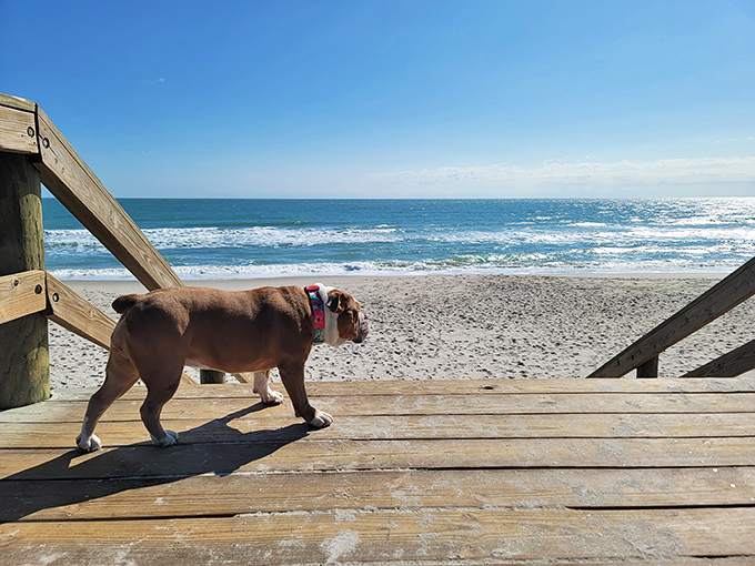 A bulldog surveys his beachy kingdom from a wooden boardwalk. That face says, "Yes, I approve of this vacation spot."