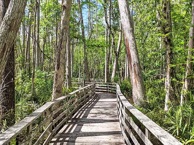Corkscrew Swamp's elevated boardwalk winds through ancient cypress trees, offering front-row seats to Florida's primeval landscape.