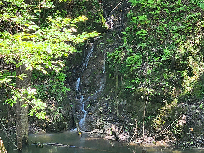 Devil's Millhopper's hidden waterfall trickles down the sinkhole wall. This geological wonder creates its own microclimate, hosting ferns that whisper prehistoric secrets.