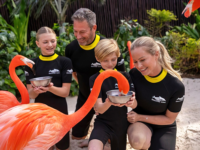 Discovery Cove offers intimate flamingo encounters where visitors can learn about these fascinating birds from knowledgeable staff.