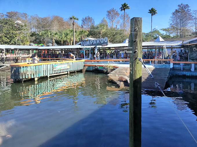 Scenic boat tours reveal the natural beauty of Florida's untouched swampland ecosystems.