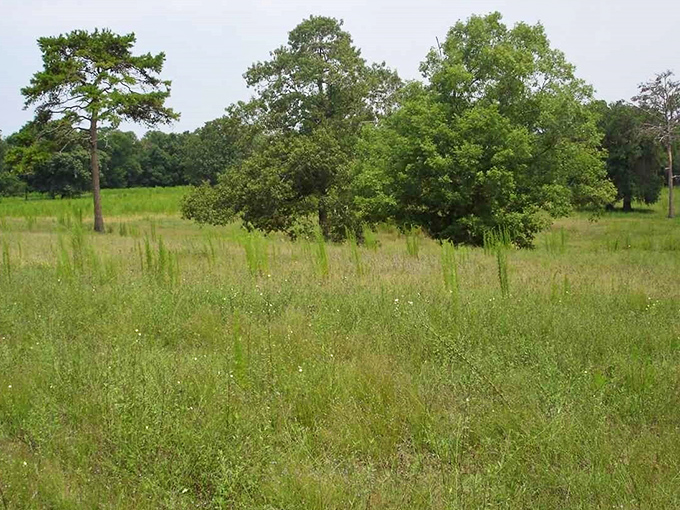 A wide, peaceful field and scattered trees along Moccasin Gap Road, perfect for enjoying a quiet Florida day.