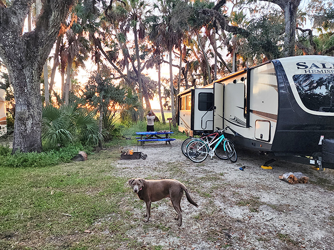 Camping bliss at Myakka River State Park, where this pup guards the family RV under the shade of magnificent oak trees.