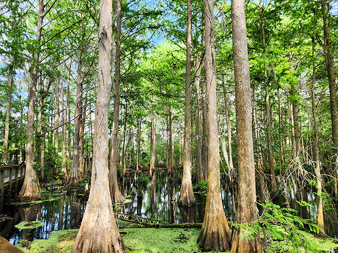 Towering cypress trees create a mystical atmosphere in the wetlands at Wild Florida. These ancient sentinels have witnessed centuries of Florida's natural history.