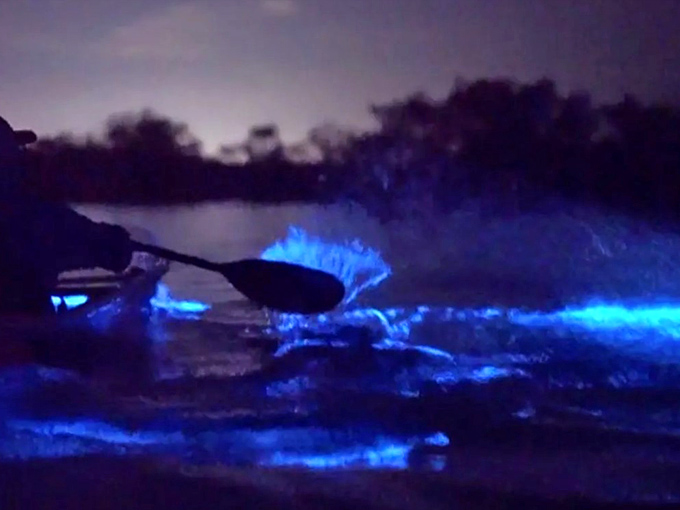 Painting with light and water! A kayak paddle creates a spectacular splash of glowing blue bioluminescence in the dark waters near Cocoa Beach.