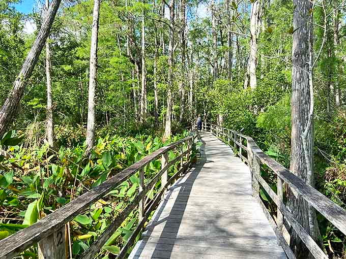 Sunlight filters through the towering cypress canopy at Corkscrew Swamp, creating a cathedral-like atmosphere in this natural sanctuary.