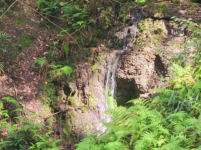 A delicate stream of water flows down the rocky face at Devil's Millhopper. Nature reclaims this ancient sinkhole with determined greenery.