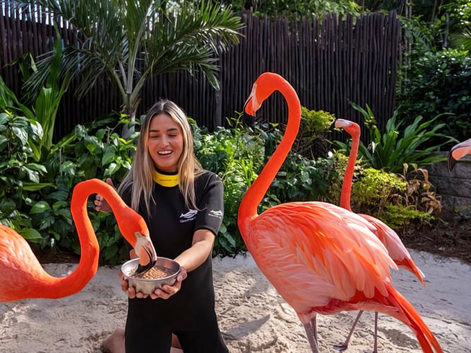 Feeding time at Discovery Cove brings visitors face-to-face with these curious pink wonders, creating memorable moments and fantastic photo opportunities.
