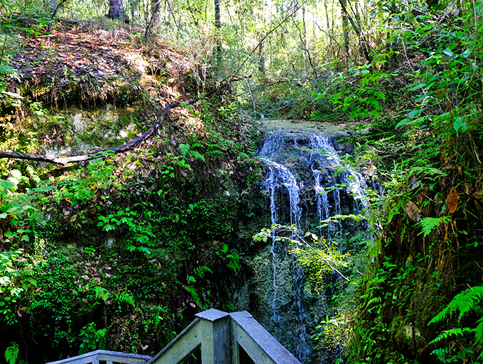 A delicate waterfall cascades down moss-covered rocks at Falling Waters, proving Florida has vertical wonders hidden among its horizontal landscapes.