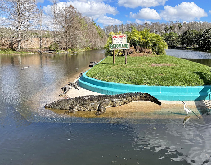 Jungle Adventures offers authentic Florida wilderness experiences with native wildlife encounters.