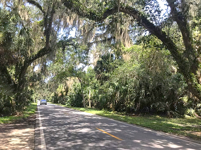Morning light streams through the oak canopy on John Anderson Drive, creating a natural spotlight on one of Florida's most scenic coastal routes.