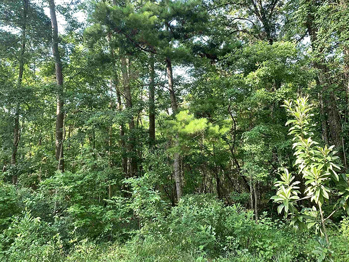 A beautiful, dense patch of Florida forest and pine trees along Moccasin Gap Road. Nature is thriving!