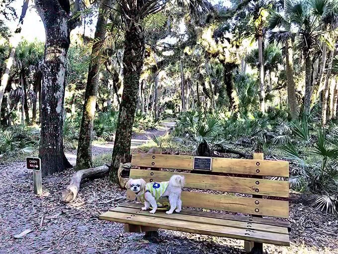 This small pup enjoying a rest on a park bench at Myakka River State Park, surrounded by the lush palm forests that provide welcome shade.
