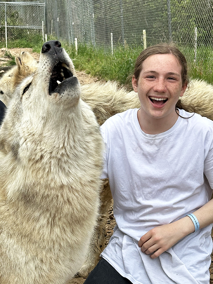 Howl's that for an unforgettable moment? This wolf seems to be sharing a laugh with a young visitor at Seacrest Wolf Preserve.