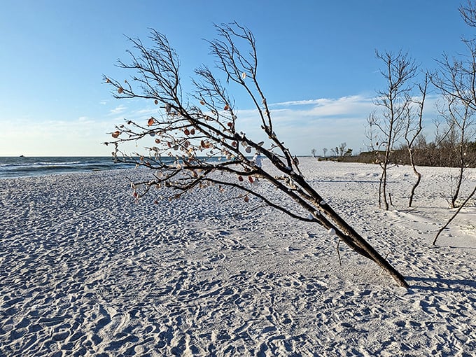 Beach gallery opening! Tigertail's driftwood and colorful shells create a natural installation rivaling MOMA exhibits.