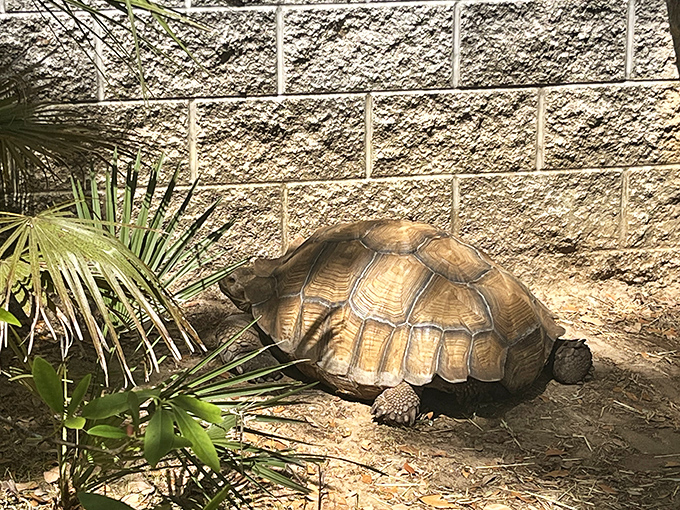Meet one of the garden's slowest residents &ndash; this African spurred tortoise moves with the urgency of someone with nowhere to be.