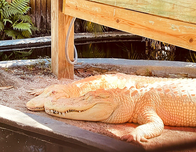 The ghostly albino alligator seems to glow against the dark water, a one-in-100,000 genetic marvel that few ever witness.