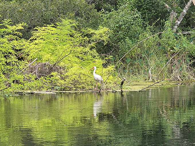 "Excuse me, did you make a reservation?" An American white ibis stands sentinel along the riverbank, nature's ma&icirc;tre d'.