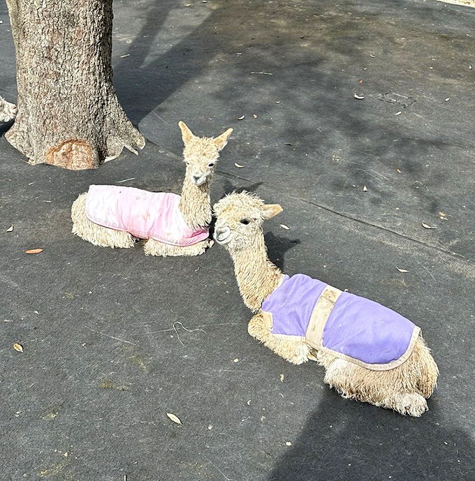 Fashion forward farm residents: These baby alpacas rock their custom sweaters with an attitude that says, "We were stylish before it was cool."