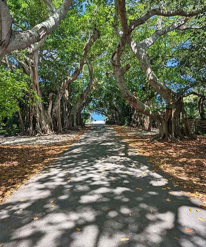 These majestic trees create a natural cathedral leading to the beach, their twisted branches forming an archway that's been Instagram-worthy since long before Instagram existed.