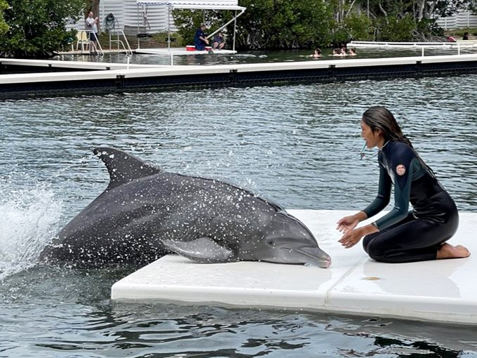 A trainer works closely with a bottlenose dolphin during an interactive session. That look of mutual trust? Absolutely priceless.