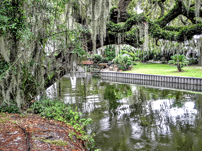 Spanish moss drapes from ancient branches like nature's own decorative bunting, creating a mystical atmosphere that whispers of old Florida's untamed beauty.