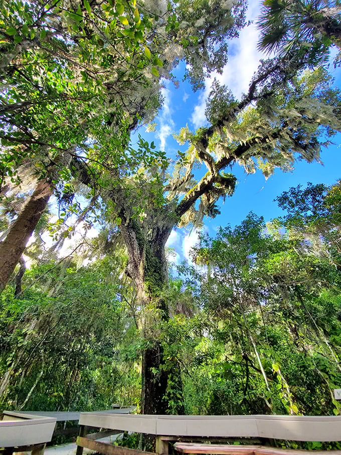 Look up! Spanish moss dangles like nature's tinsel from towering branches, framing a perfect Florida sky in this natural cathedral.