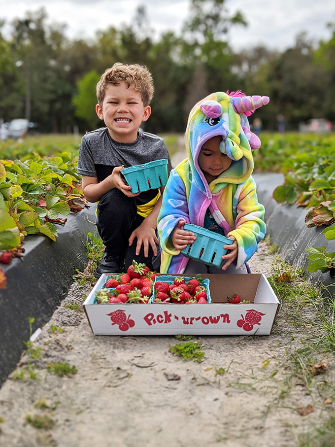 Treasure hunters at work! These young berry enthusiasts proudly display their "Pick Your Own" bounty with well-earned smiles.