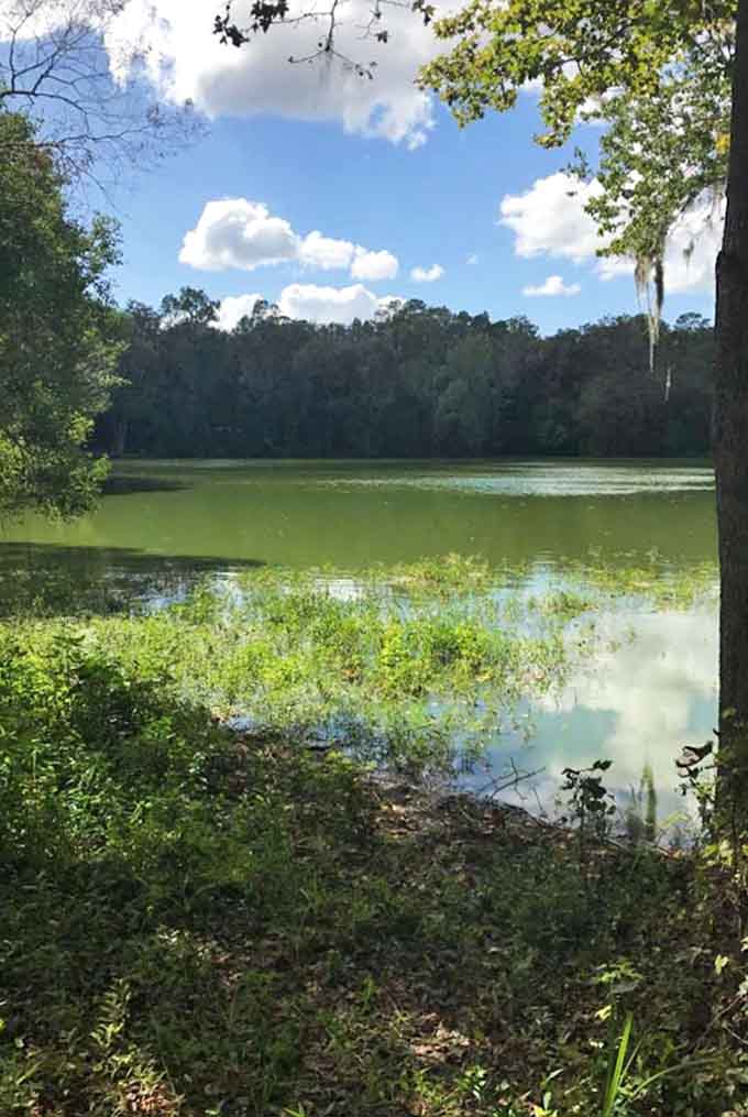 Clear Lake lives up to its name, reflecting clouds and trees like nature's own mirror that forgot to add the Instagram filter.