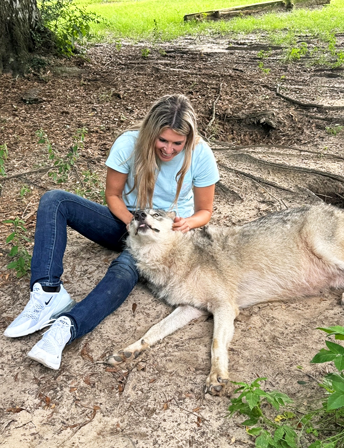 A moment of pure connection as a visitor shares quality time with a wolf, the animal's relaxed posture showing remarkable trust.