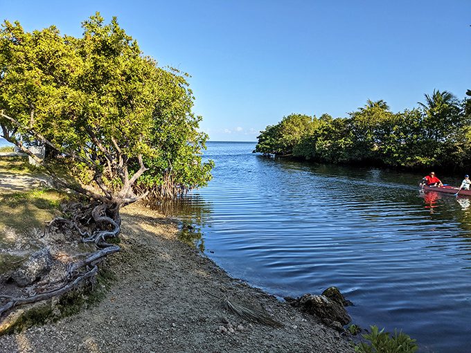 Nature's perfect meeting point &ndash; where the mangroves bow to kiss the waters of Biscayne Bay under Florida's endless blue sky.
