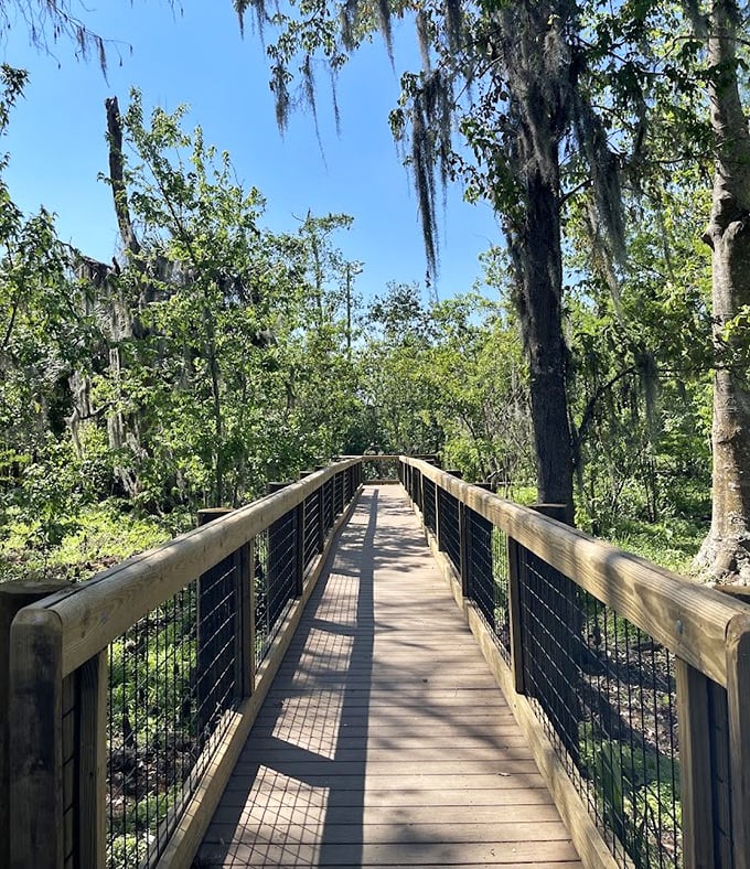 Nature's cathedral: Spanish moss drapes from cypress trees along the elevated boardwalk, creating Florida's version of stained glass.