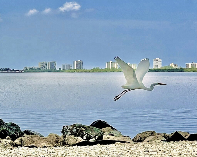 "Excuse me, coming through!" The local wildlife treats Jensen Beach as their personal runway, putting on daily shows that beat anything on your streaming services.