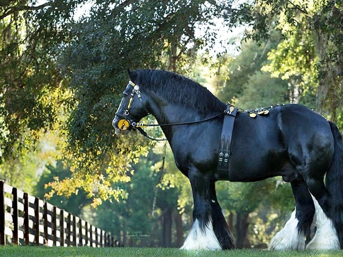 The Gypsy Vanner in all its glory—like a supermodel who accidentally wandered into a farm and decided to stay for the excellent lighting.
