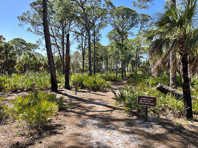 The Hammock Loop trail winds through ancient trees that have witnessed centuries of Florida history, their branches creating natural archways.