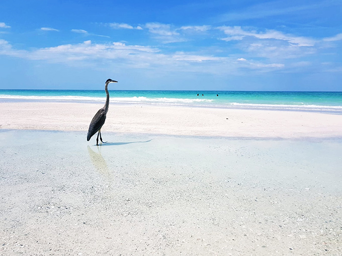Heron Nature's patient fisherman strikes a pose on Bean Point's shoreline, completely unimpressed by your photography skills.