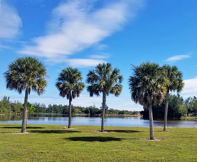 Mirror-like waters reflect palm sentinels standing guard over Markham's lake, a peaceful haven for paddlers and daydreamers alike.