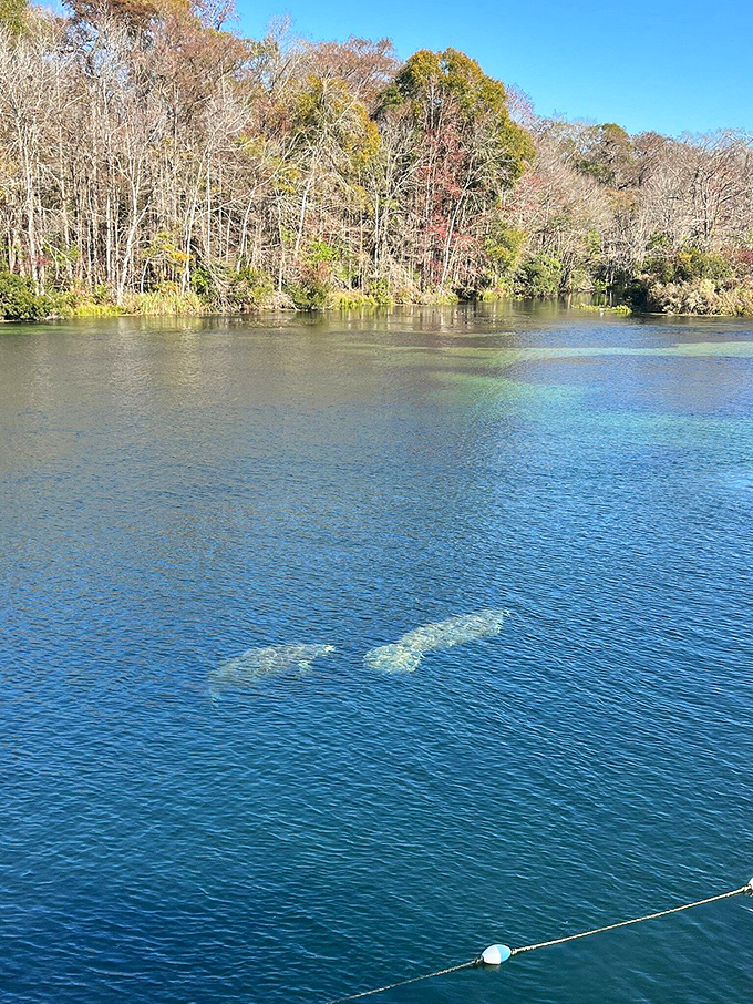 Gentle giants of the springs! Manatees glide through the crystalline waters like underwater ballerinas performing a slow-motion water ballet.