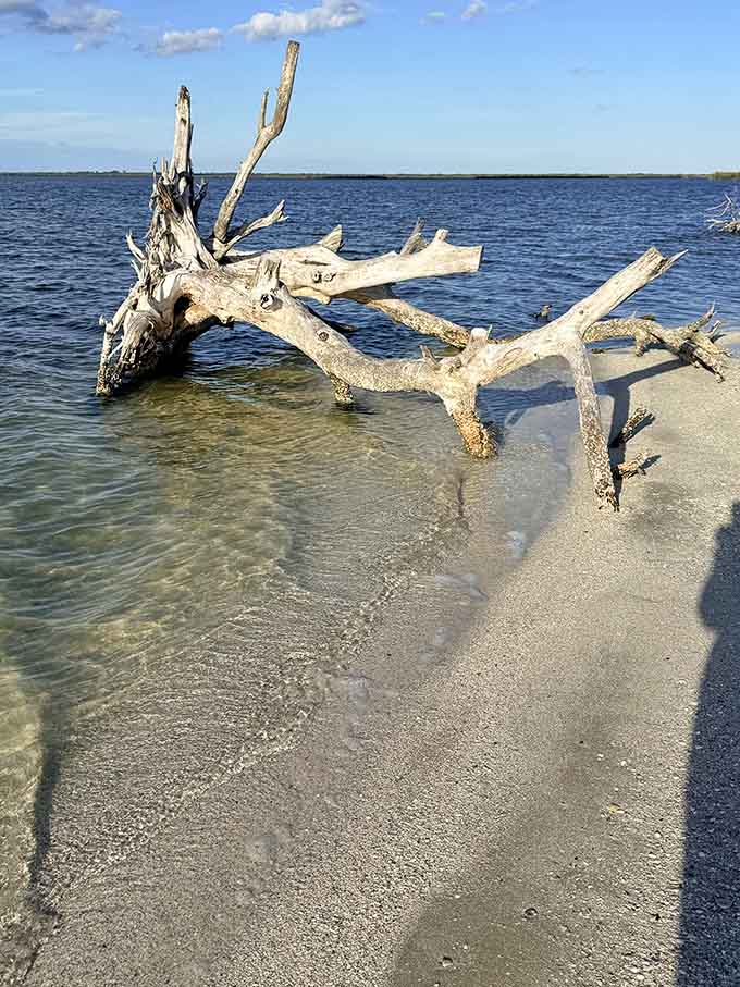 Weathered driftwood creates natural sculptures that remind us how time and water can turn ordinary wood into art.