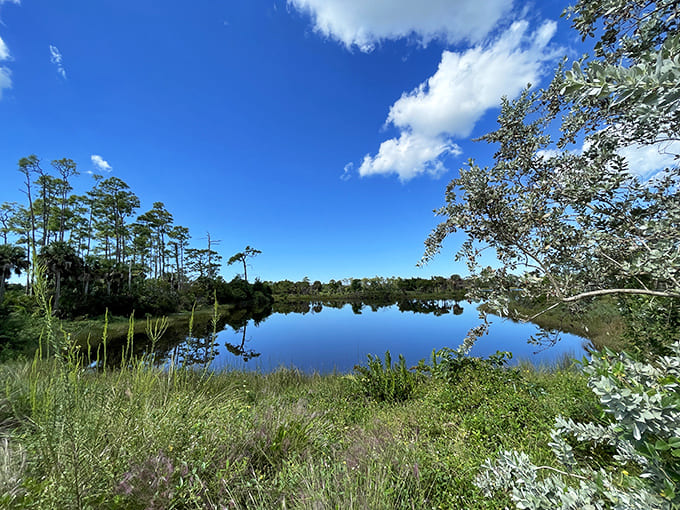 This serene pond reflects the Florida sky while surrounded by native vegetation, offering the kind of peaceful moment that makes you forget your phone exists.