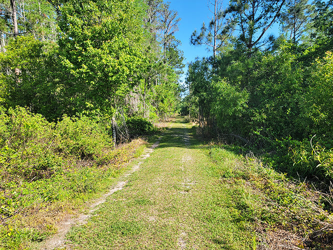 Nature's hiking trail stretches into the distance, promising encounters with Florida's wild side just steps from civilization.