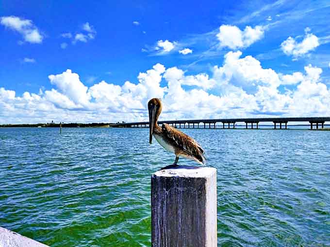 This pelican has mastered the art of patient fishing, perched like a feathered philosopher contemplating life's big questions&mdash;or just where the next fish might surface.